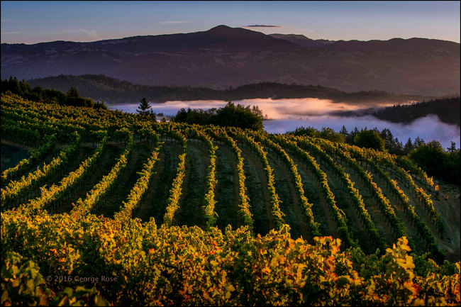 Vinography Images: First Light : Vinography