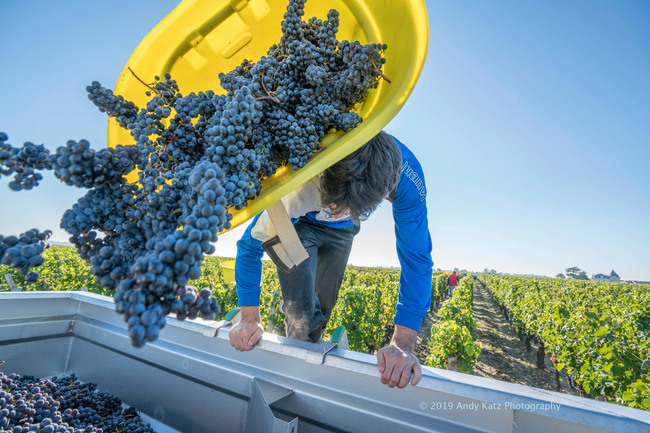 Vinography Images: The Harvest : Vinography