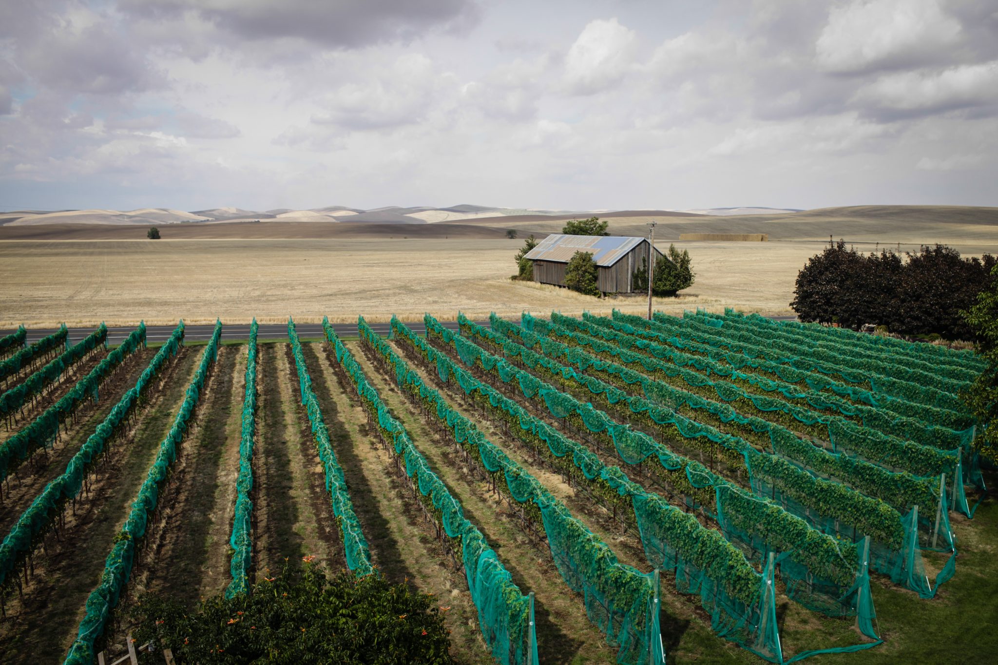 Washington Rising Vinography washington-rising-vinography