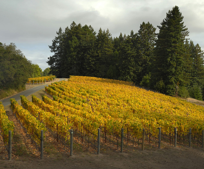 California Chardonnay According to David Ramey : Vinography
