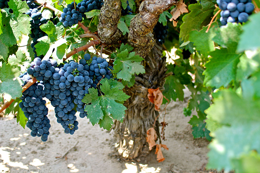 What's Happening to Zinfandel? : Vinography
