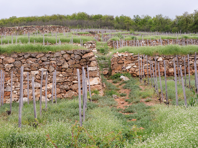 Tokaji Barta: The Old King in a New House : Vinography