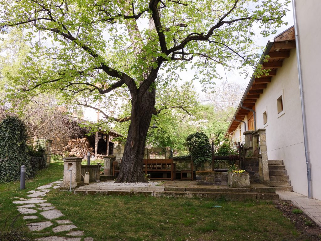 Tokaji Barta: The Old King in a New House : Vinography