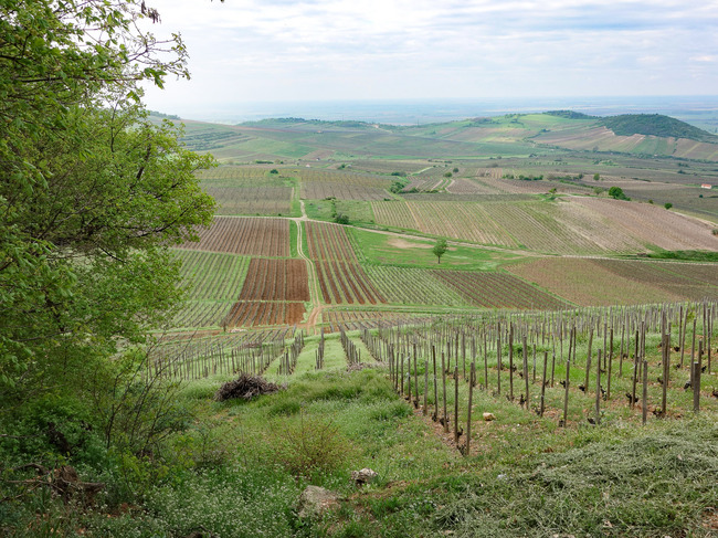 Tokaji Barta: The Old King in a New House : Vinography