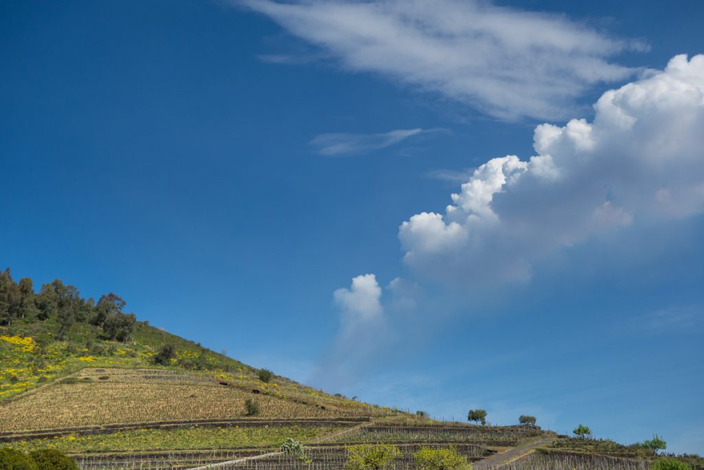 Benanti Winery, Sicily: Current Releases : Vinography