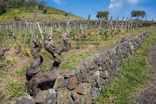 Benanti Winery, Sicily: Current Releases : Vinography