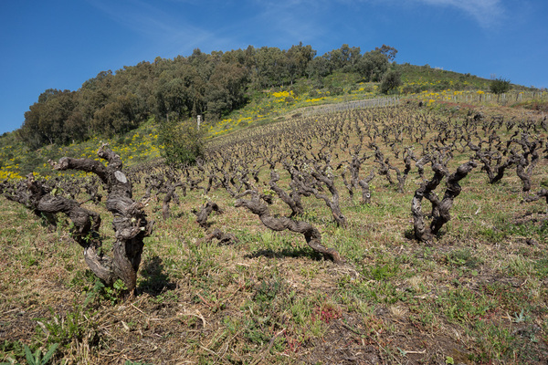 Benanti Winery, Sicily: Current Releases : Vinography