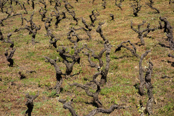 Benanti Winery, Sicily: Current Releases : Vinography
