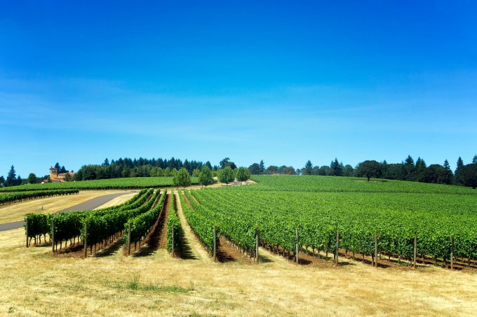 The Secret Grapes of the Willamette Valley : Vinography