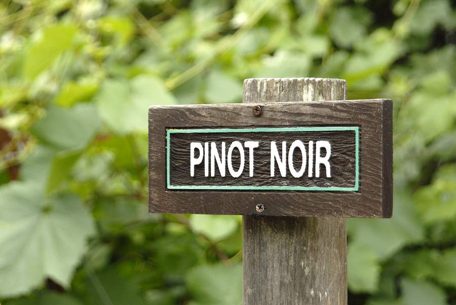 The Changing Love of Pinot Noir? : Vinography