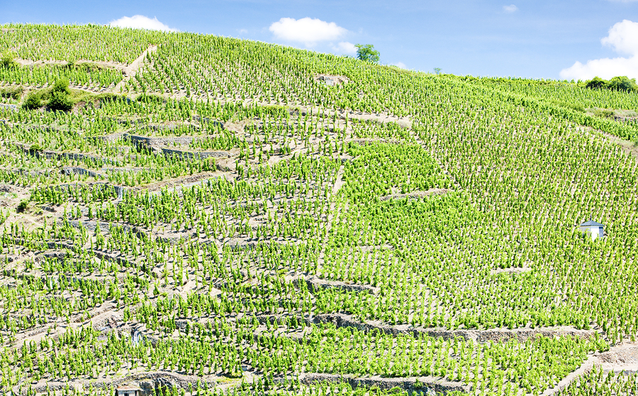 Warm Up: Côte Rôtie : Vinography