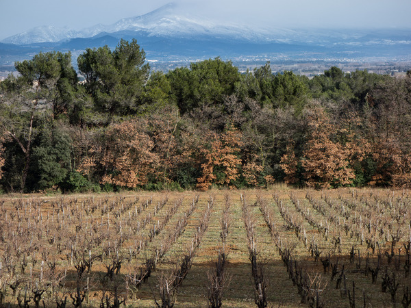 Chateau Rayas and the 2012 Vintage of Chateauneuf-du-Pape : Vinography