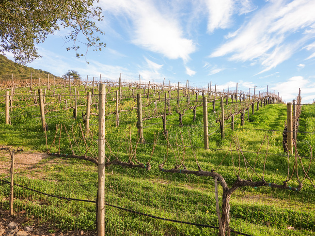Chillin' Out in Coombsville, Napa's Last Secret Terroir : Vinography