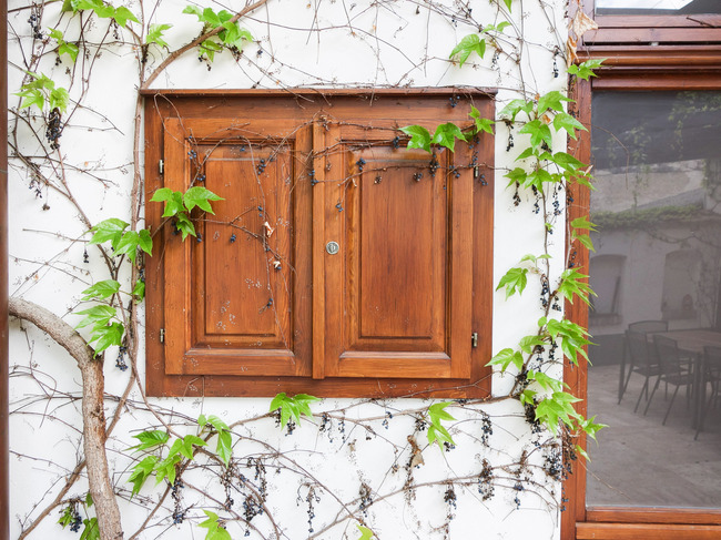 The Evolution of Furmint: Tasting with Zoltan Demeter : Vinography