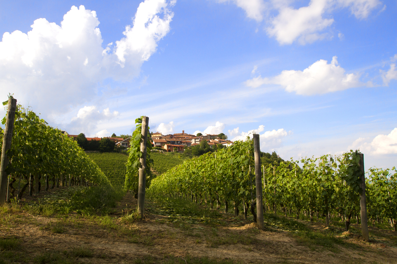 Warm Up: Pelaverga : Vinography