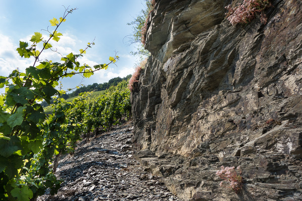 Weingut Fritz Haag, Mosel, Germany: Current Releases : Vinography