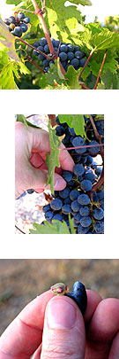 My Life As a Small Time Wine Criminal : Vinography