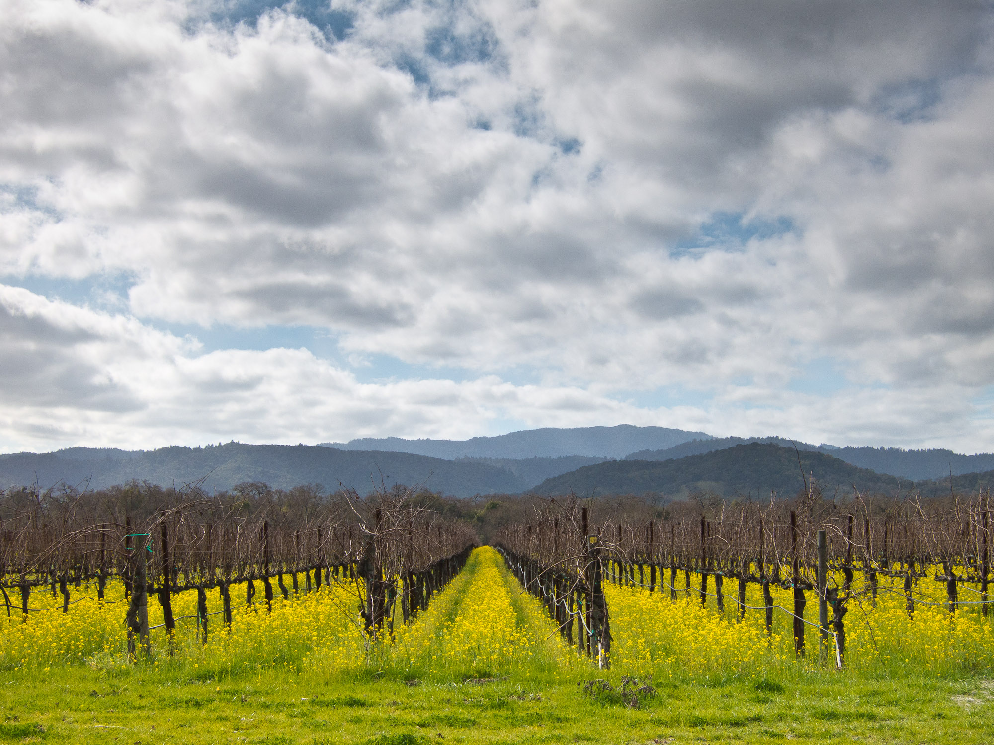 Kapcsándy Family Winery, Napa: Current Releases : Vinography