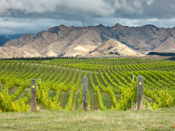 The Best of New Zealand Pinot Noir : Vinography