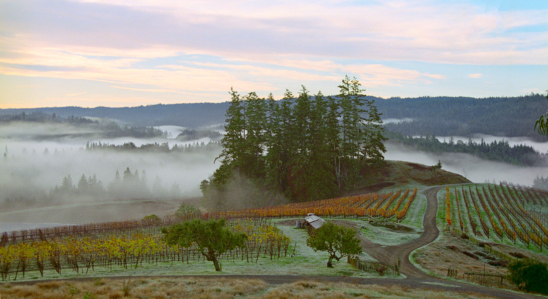 Pinot and Syrah With a View: Some Current Releases from Peay Vineyards ...