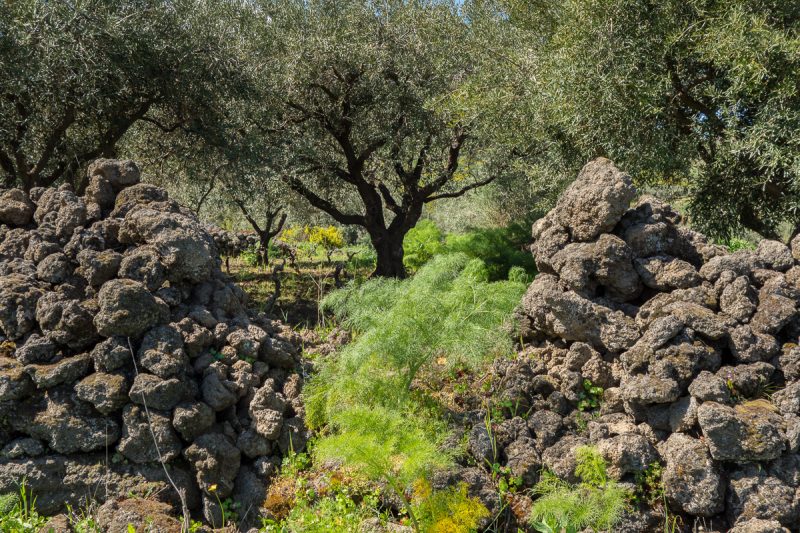 Pietradolce Winery, Solichiatta, Sicily: Recent Releases : Vinography