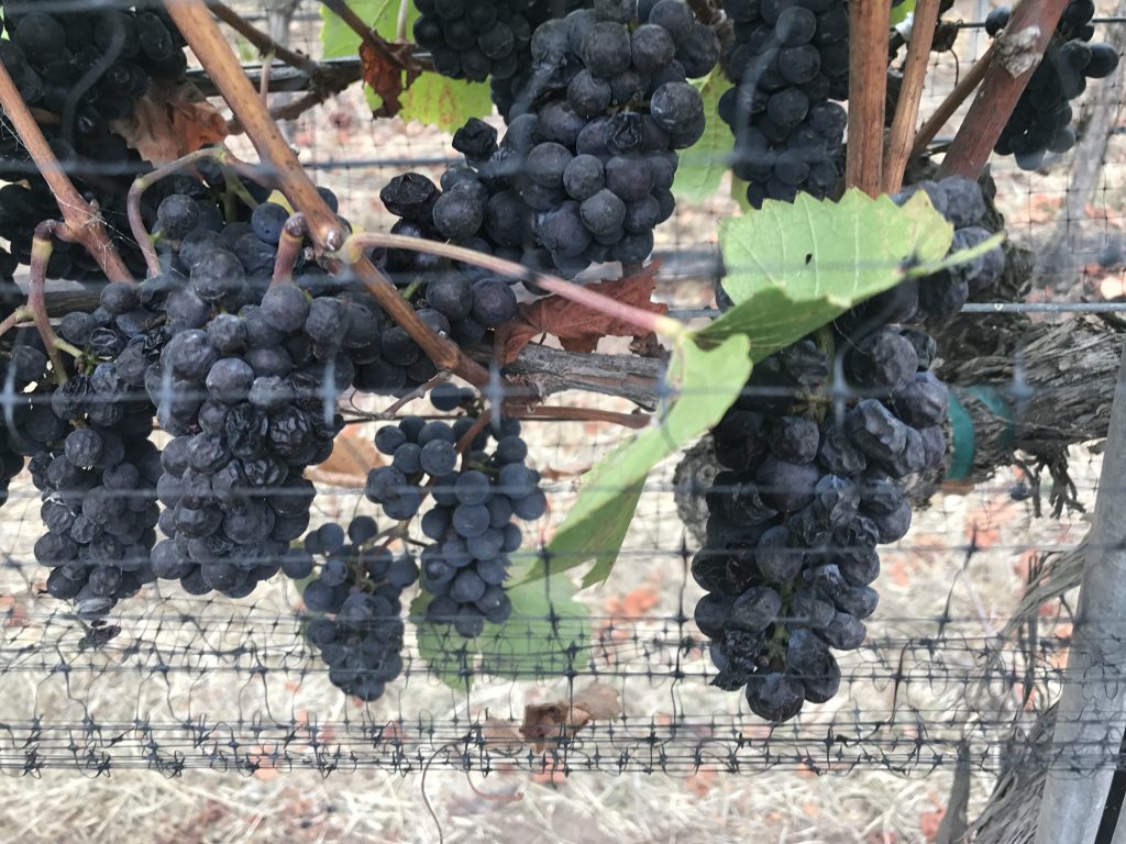 California 2017 - Sizzle and Shrivel : Vinography