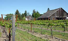 2001 Strata Vineyards Estate Merlot, Oak Knoll District, Napa : Vinography