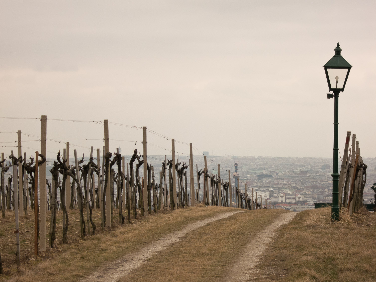 Finding Treasure in the Wine of Vienna : Vinography