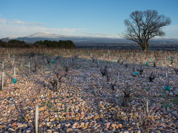 Domaine du Vieux Telegraphe, Chateauneuf-du-Pape: Current Releases ...