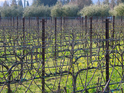 Pruning Away : Vinography