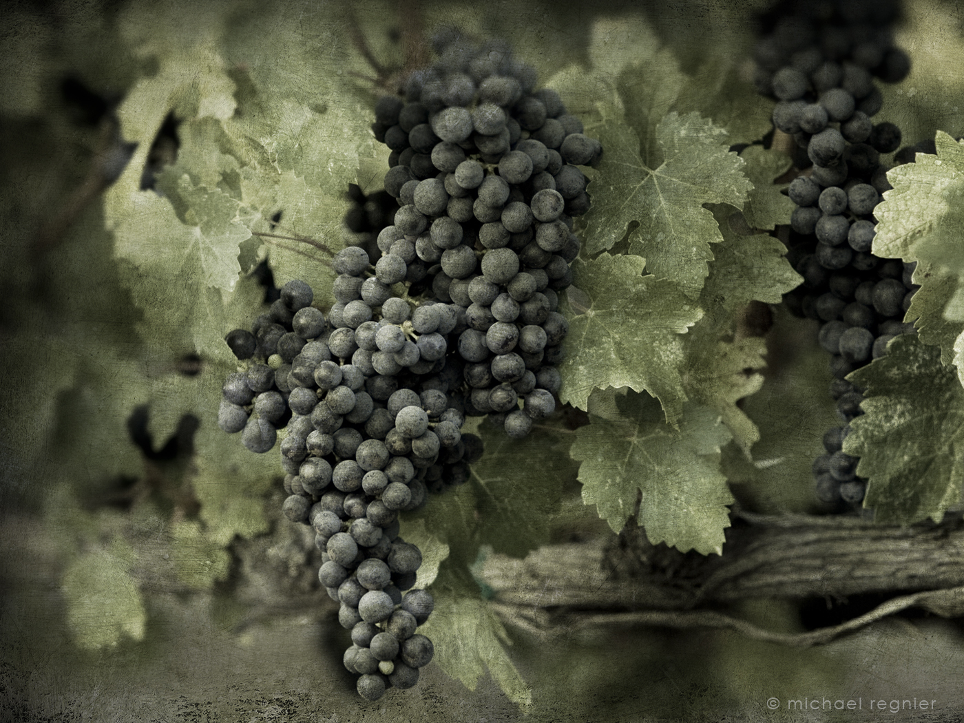 Vinography Images: Dusty Grapes : Vinography
