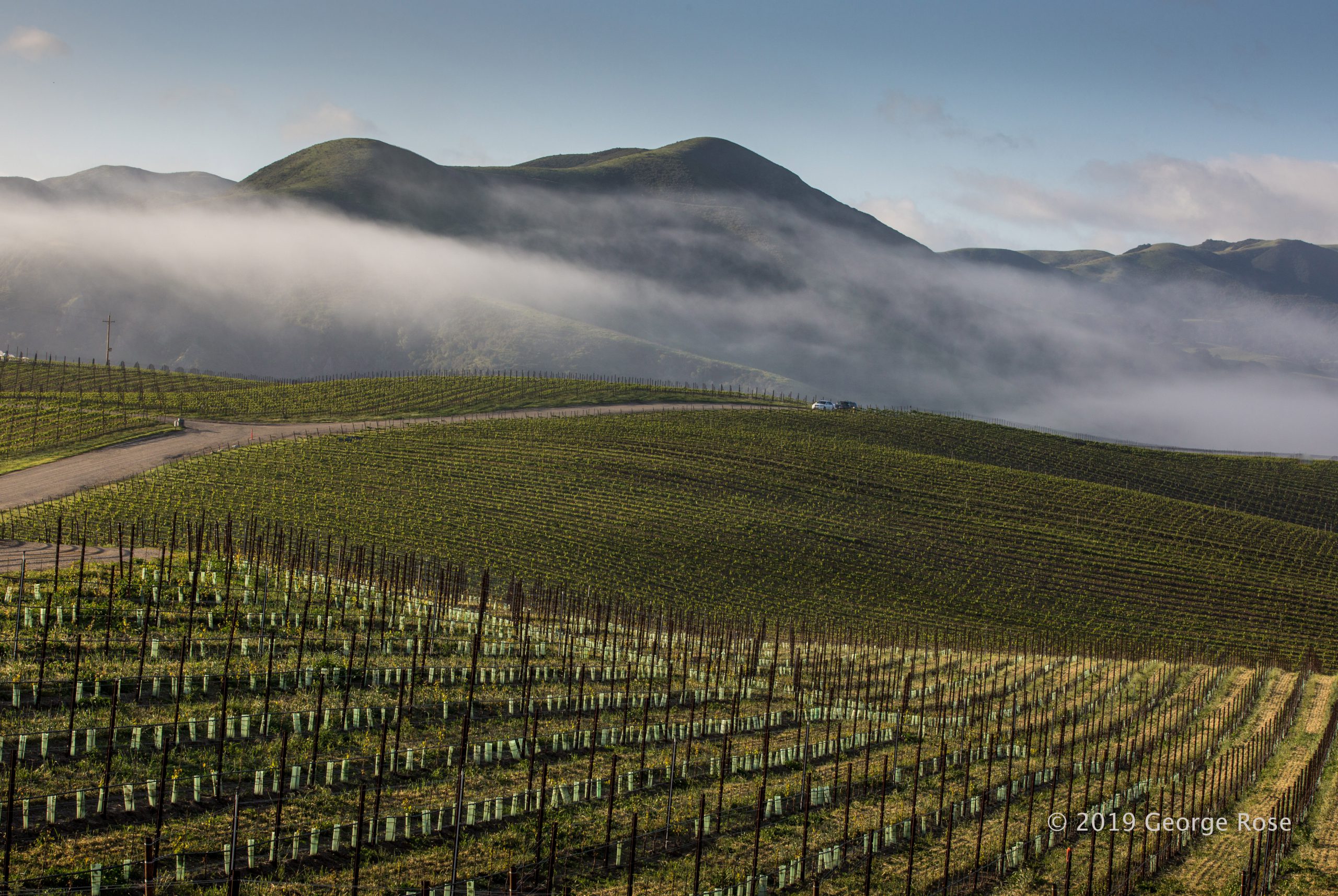 Vinography Images: New Pinot : Vinography