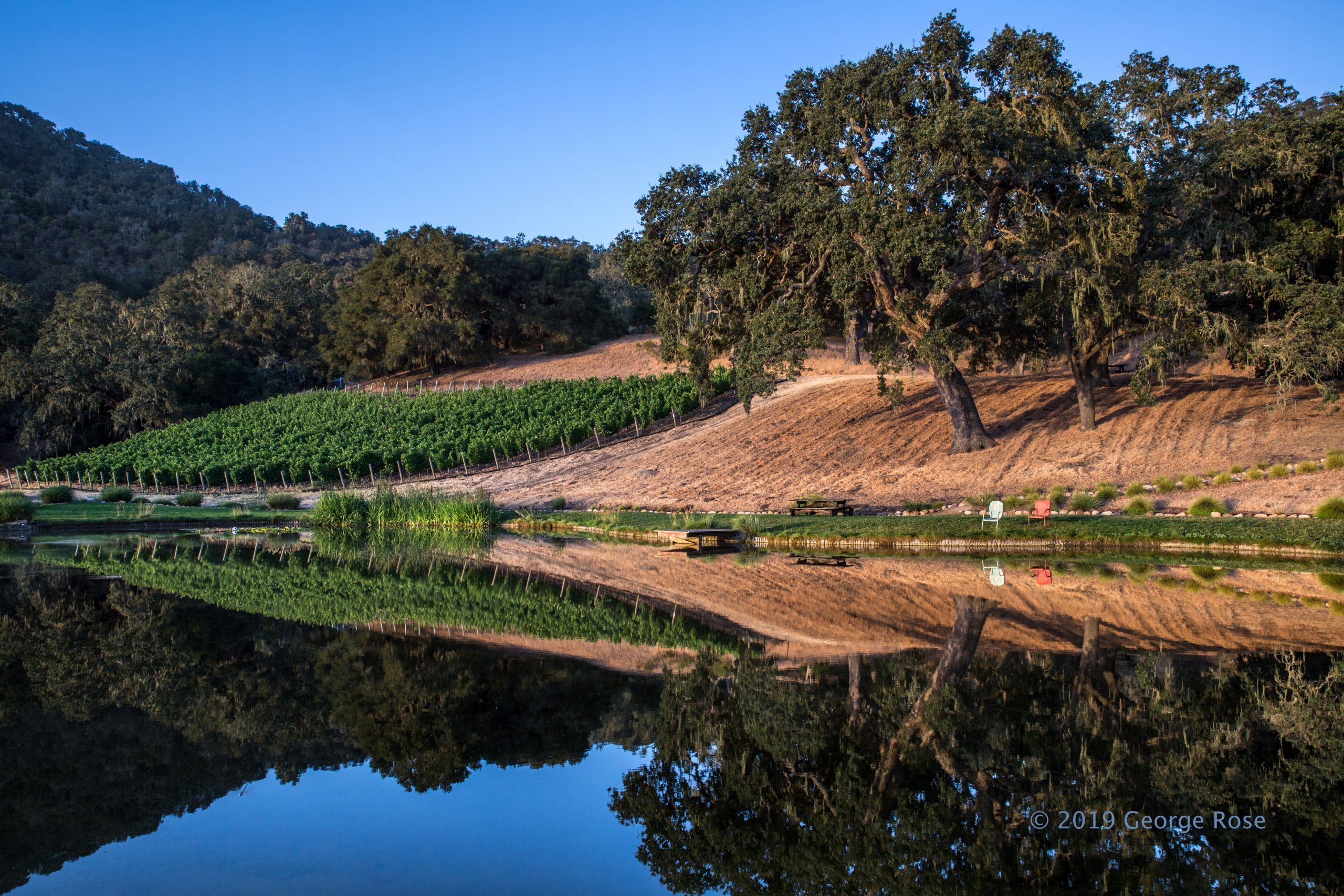 Vinography Images: Reflecting Vine : Vinography