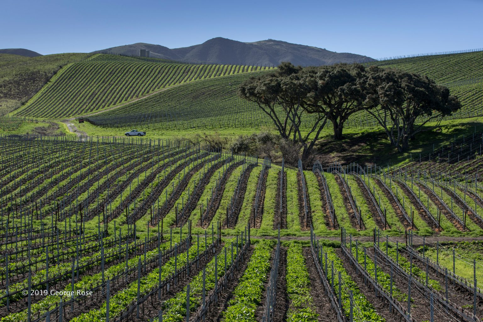 Welcome Back Photographer George Rose : Vinography