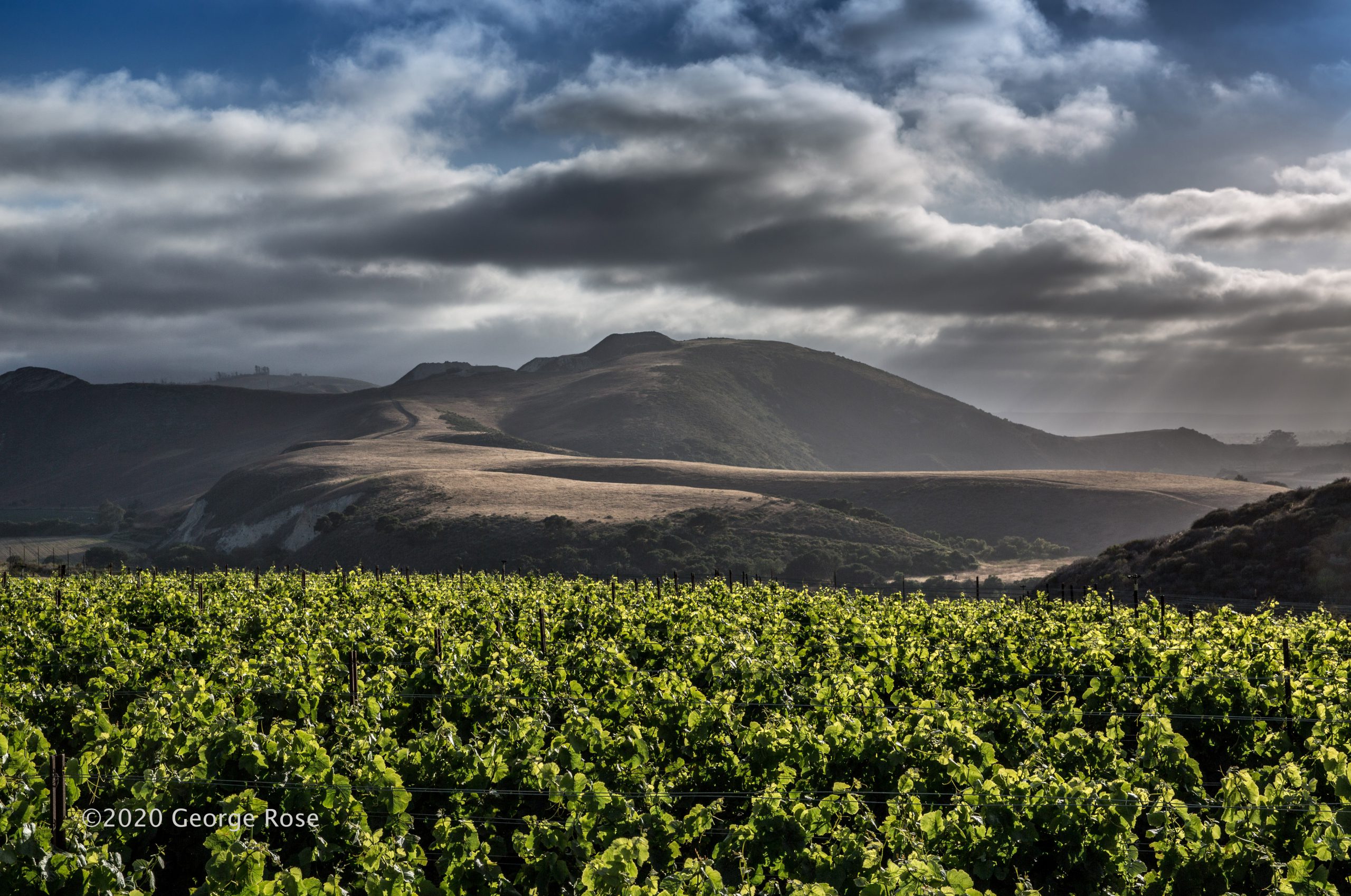 Vinography Images: A Splash of Sun : Vinography
