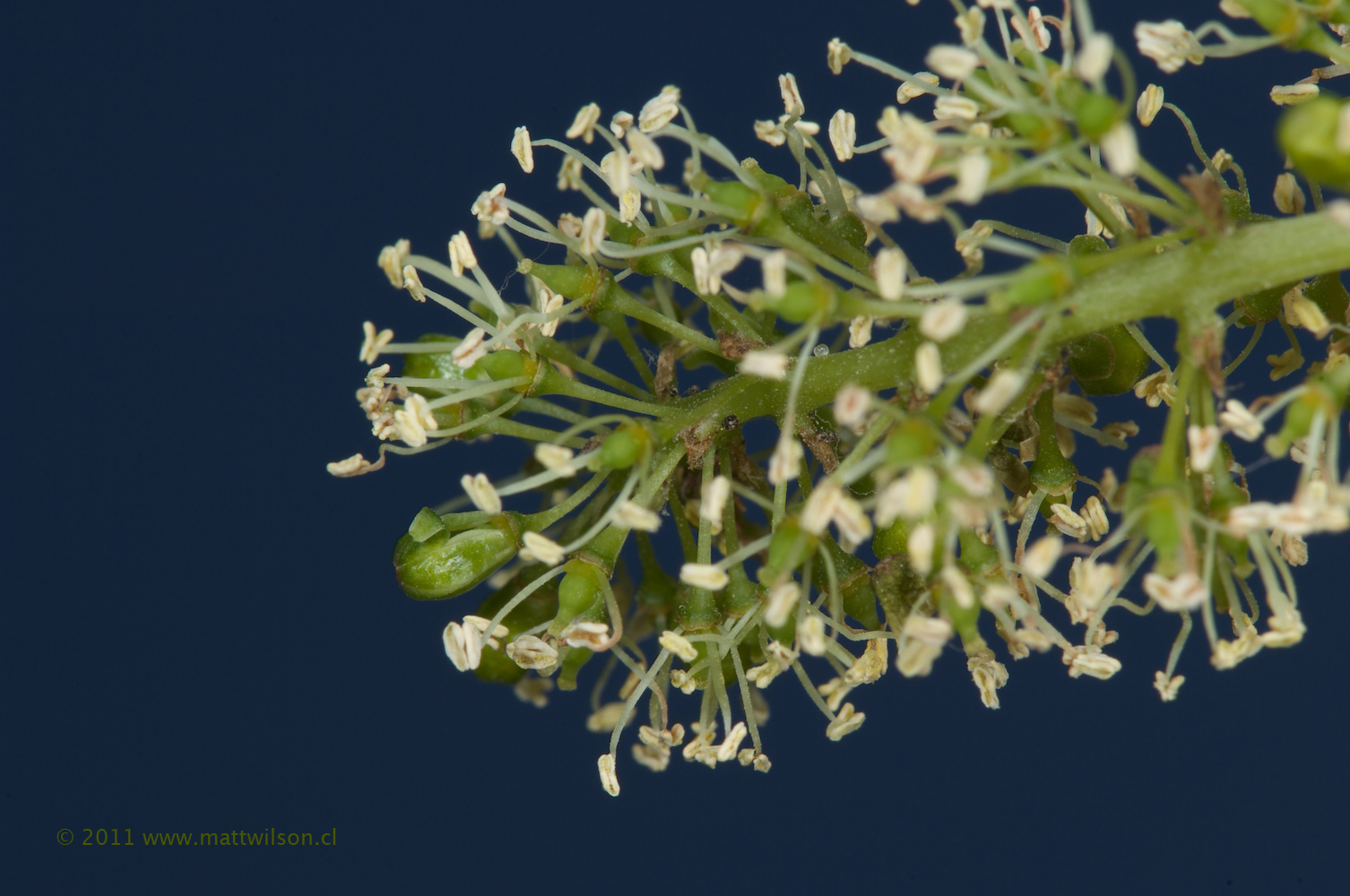 Vinography Images: Cabernet Flower : Vinography