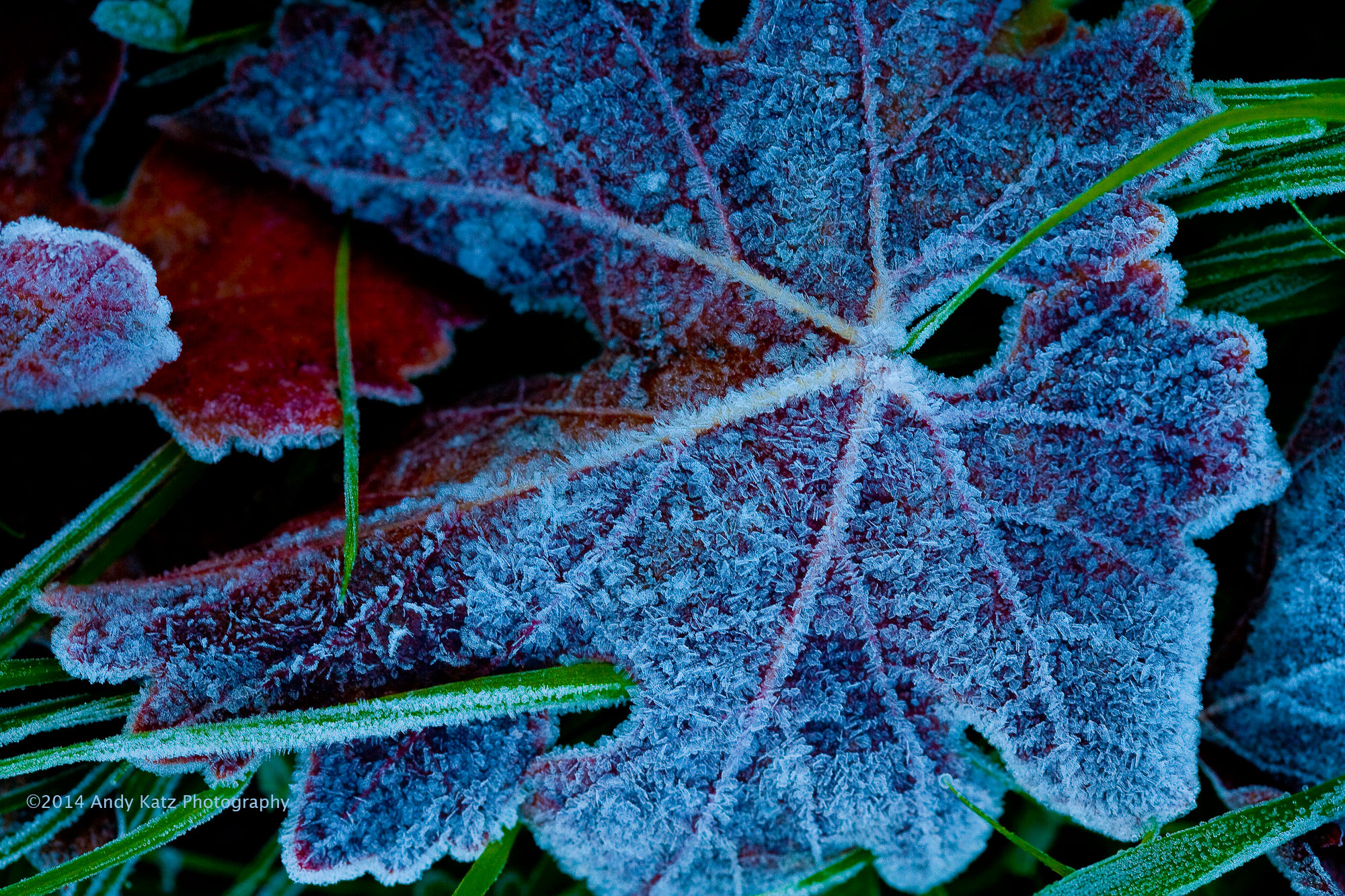 Vinography Images: Cold Snap : Vinography
