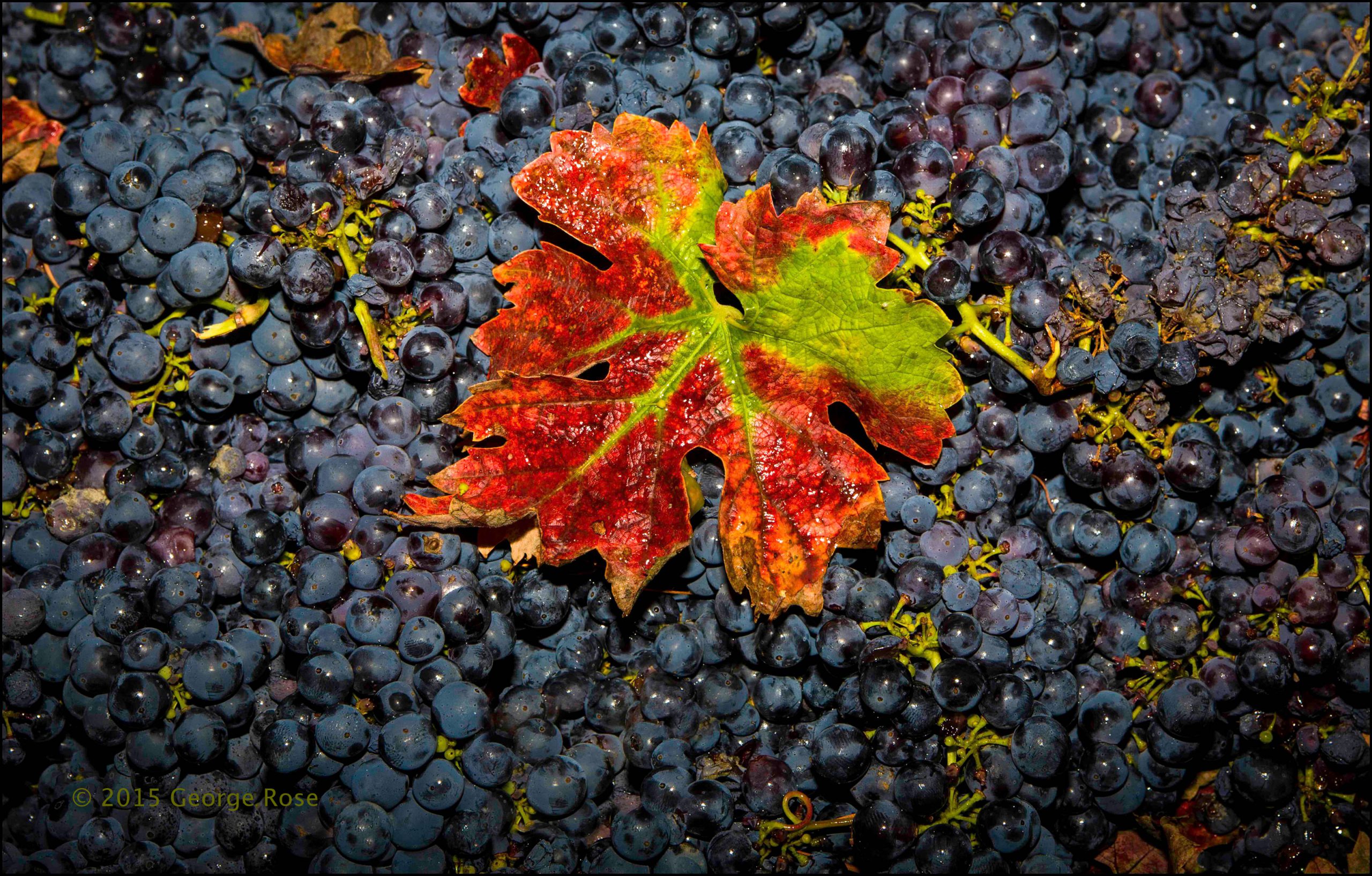 Vinography Images: Colors of the Vintage : Vinography