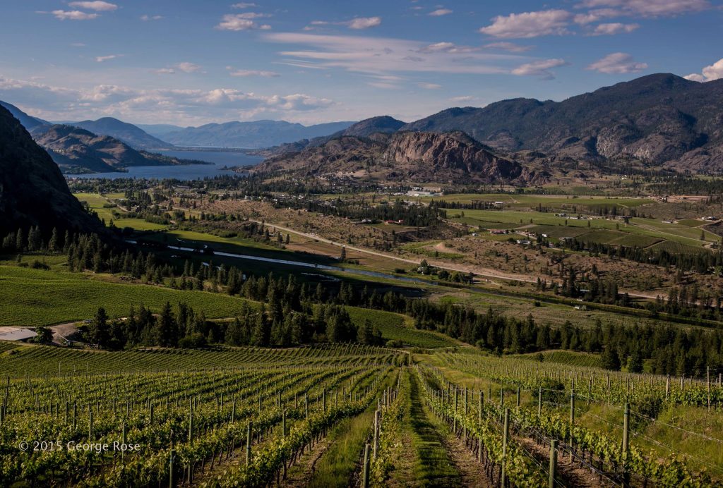 Vinography Images: Cool Climate Chardonnay : Vinography