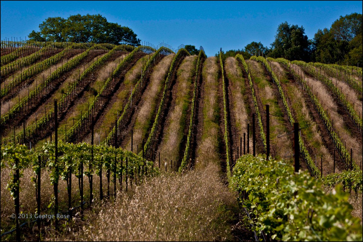 Vinography Images: Cover Crop : Vinography