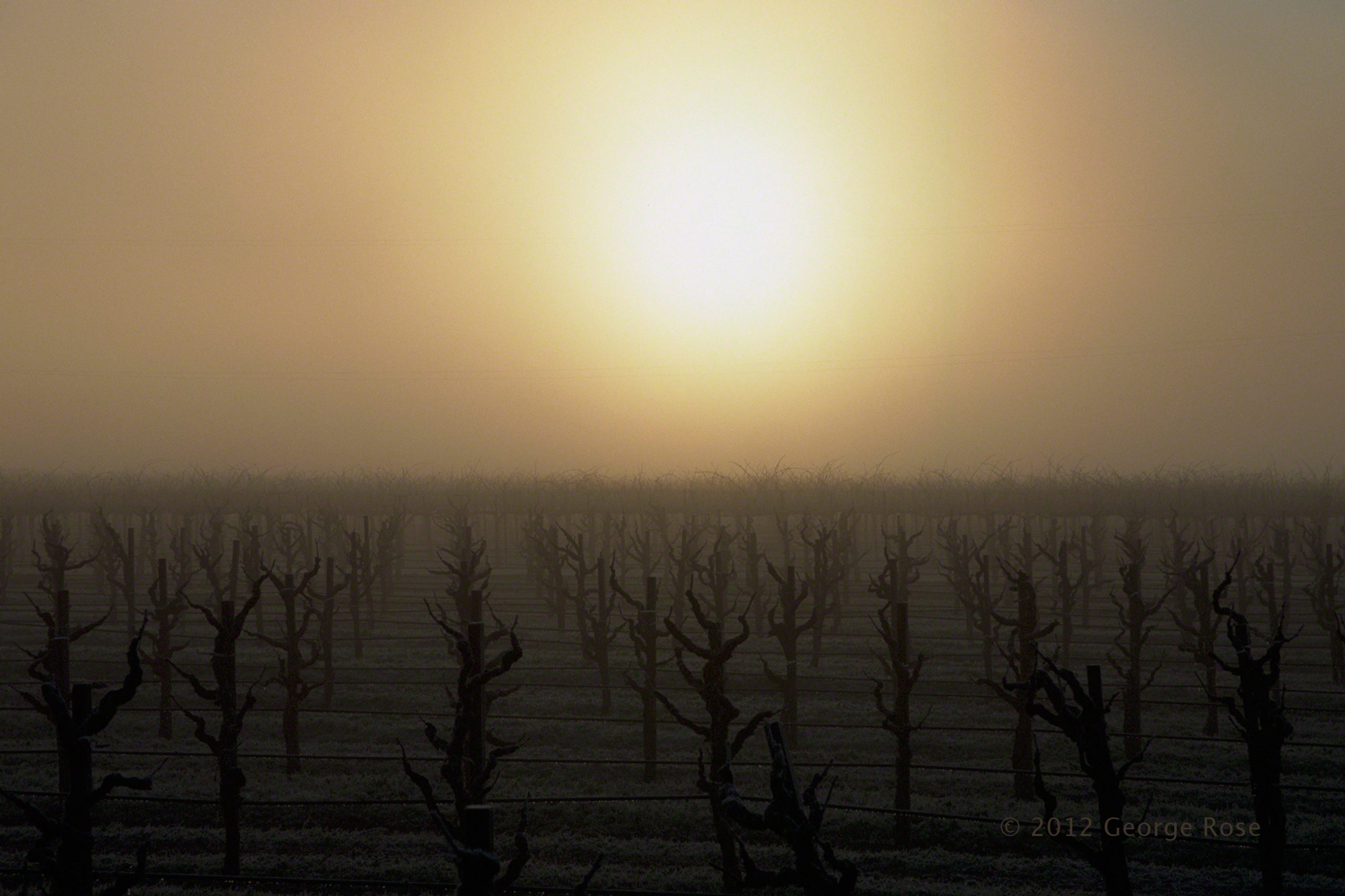 Vinography Images: Creatures in the Fog : Vinography