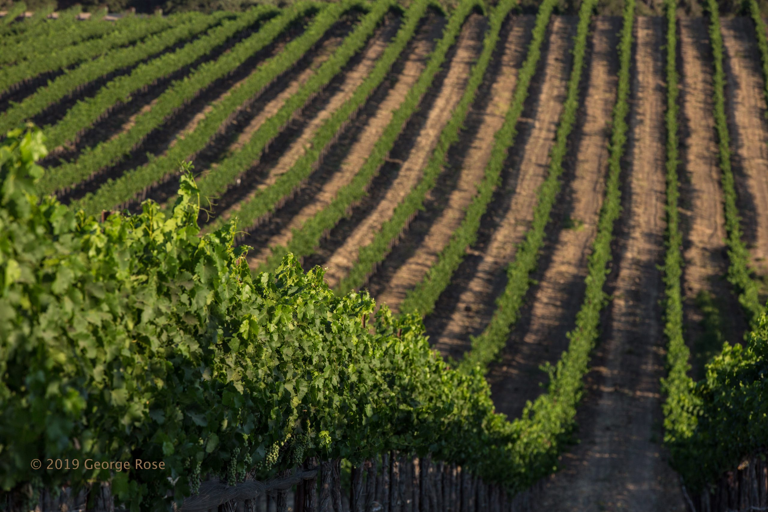 Vinography Images: Down the Line : Vinography