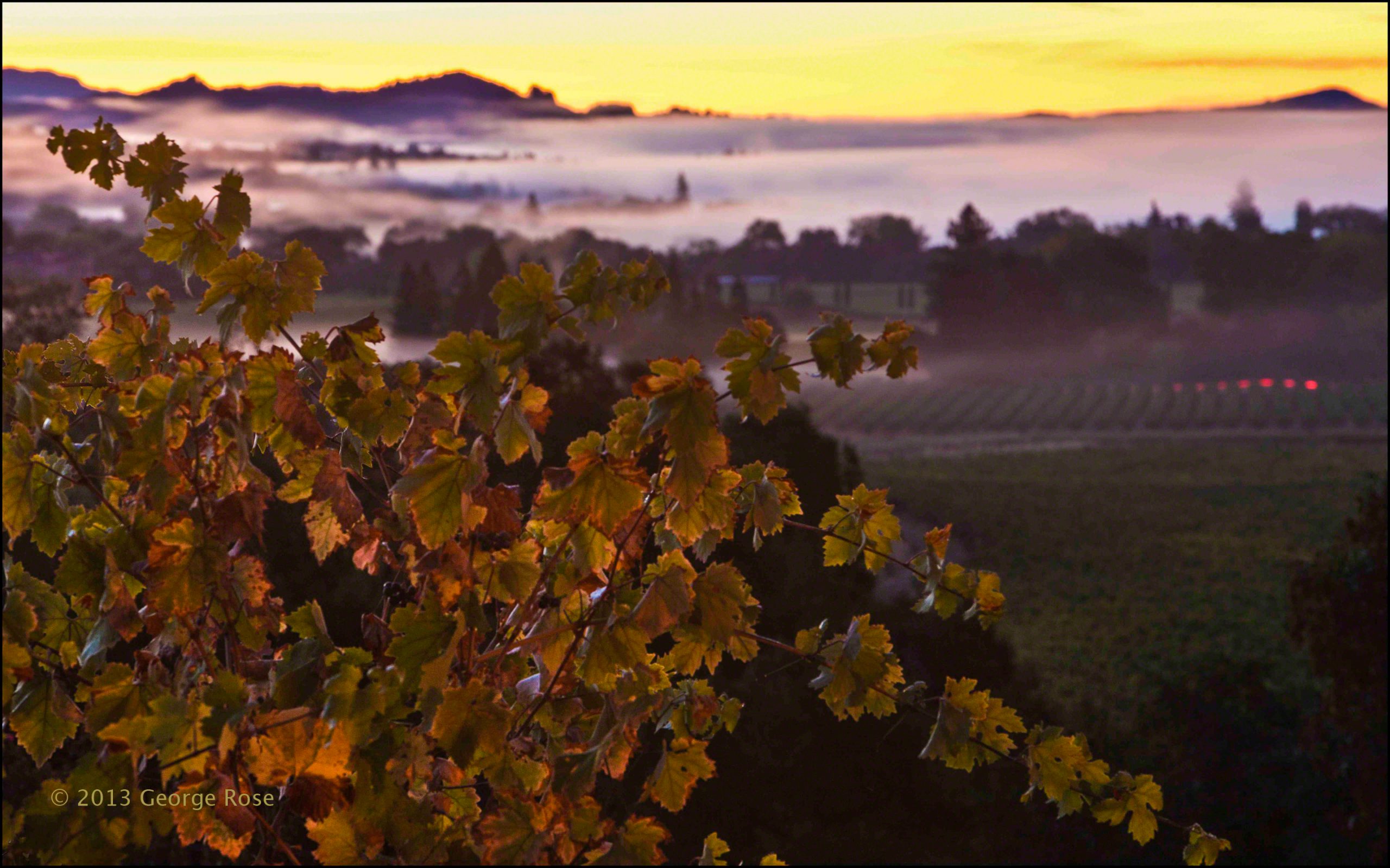 Vinography Images: Morning Vines : Vinography