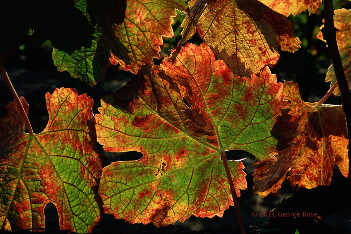 Vinography Images: Fall Pinot : Vinography