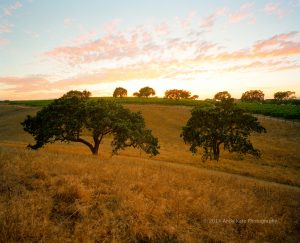 Vinography Images: First Light : Vinography