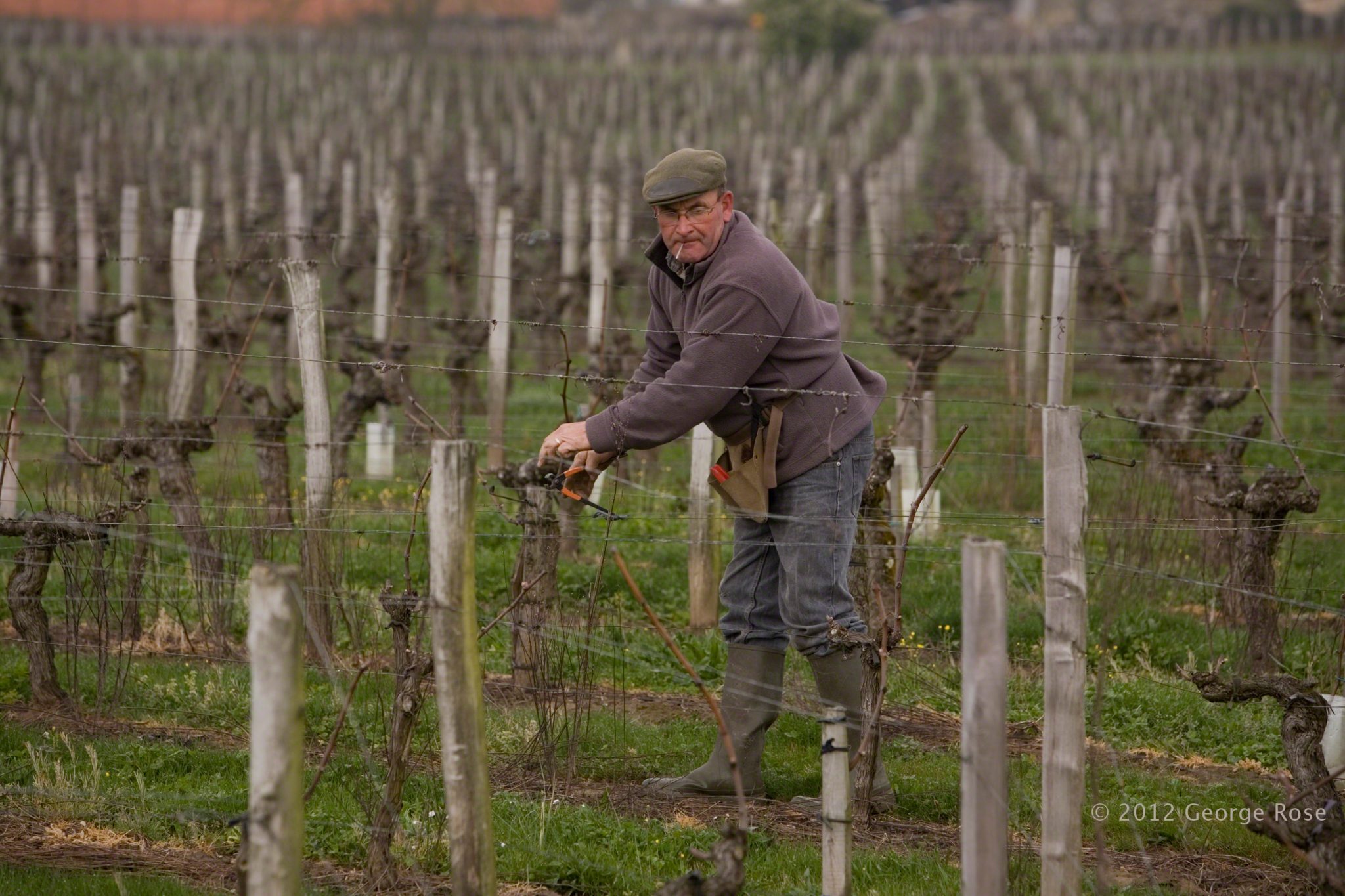 Vinography Images: Vineyard Work : Vinography