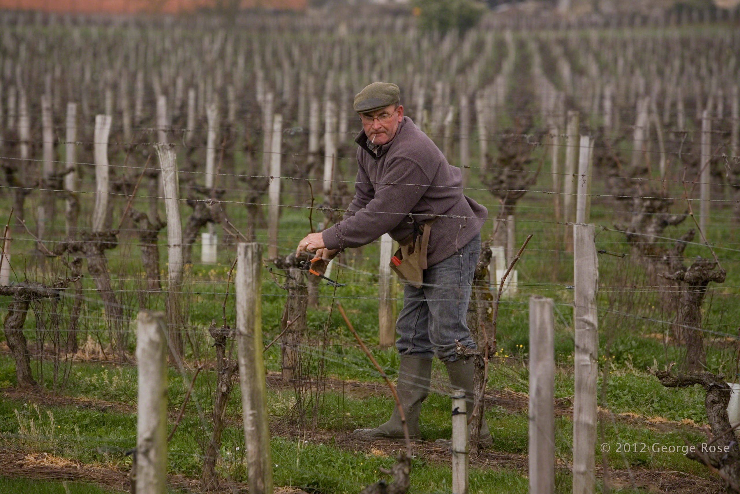 Vinography Images: Vineyard Work : Vinography