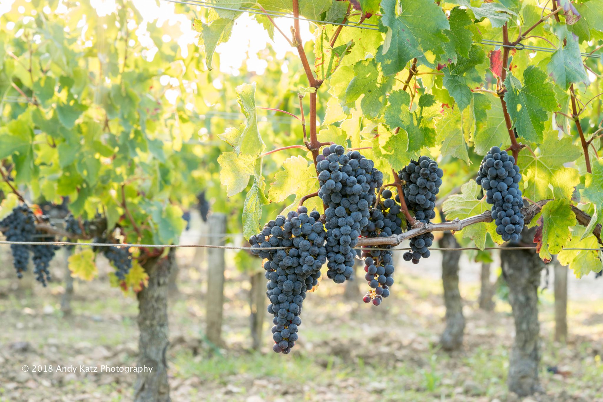 Vinography Images: Full Clusters : Vinography