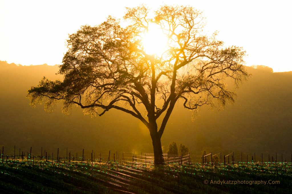 Vinography Images: The Golden Oak : Vinography