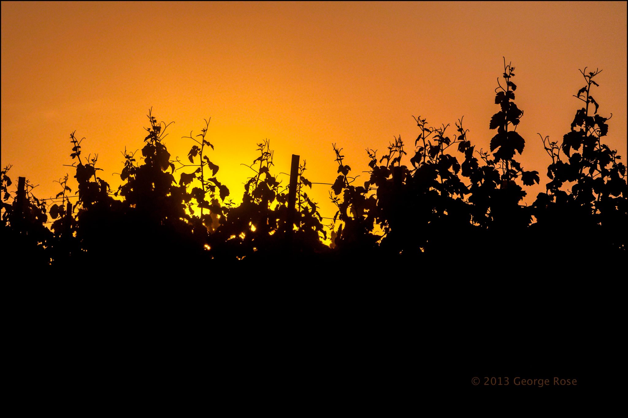Vinography Images: Golden Vines : Vinography